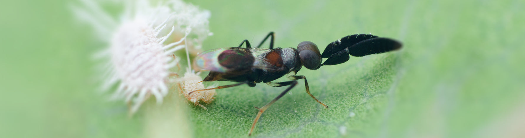 Entocare
