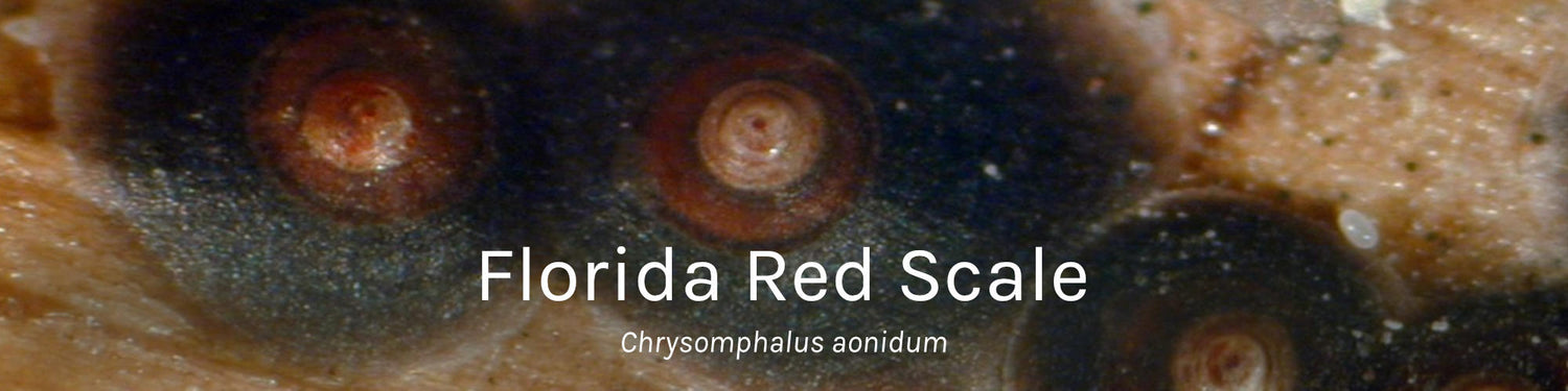 Florida Red Scale – Entocare
