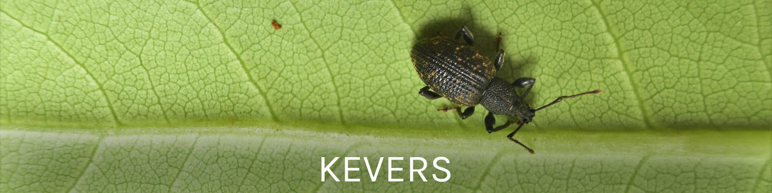 KEVERS – Entocare
