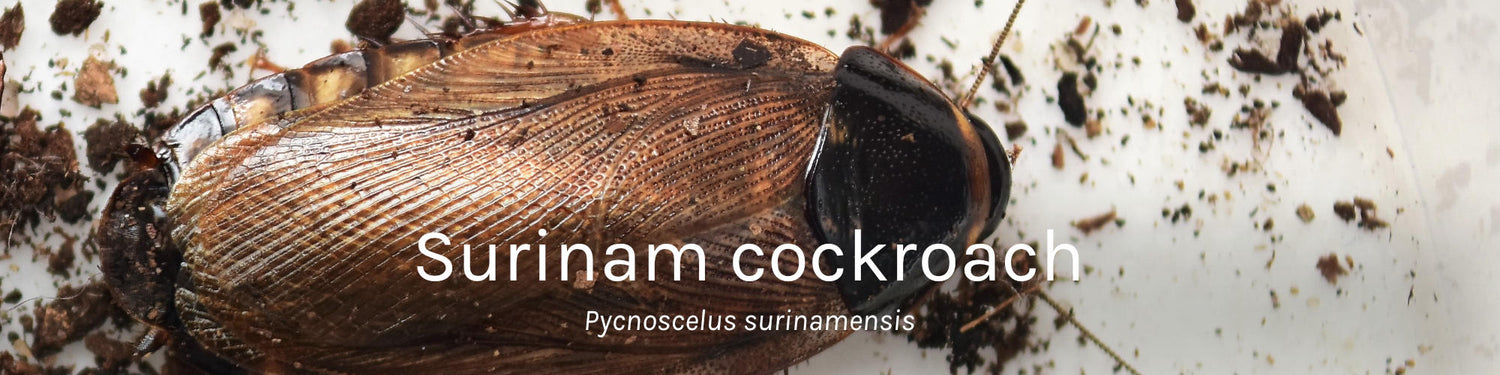 Surinam cockroach – Entocare