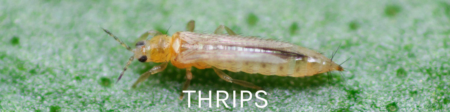 THRIPS – Entocare
