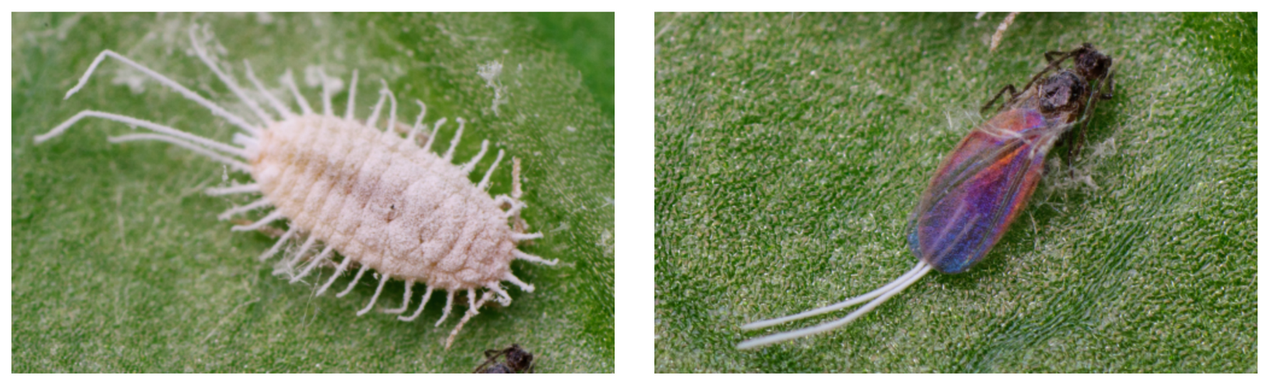 WOLLUIS – Entocare